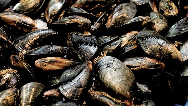 HEALTH WARNING: Shellfish in the Gippsland Lakes region - Gippsland ...